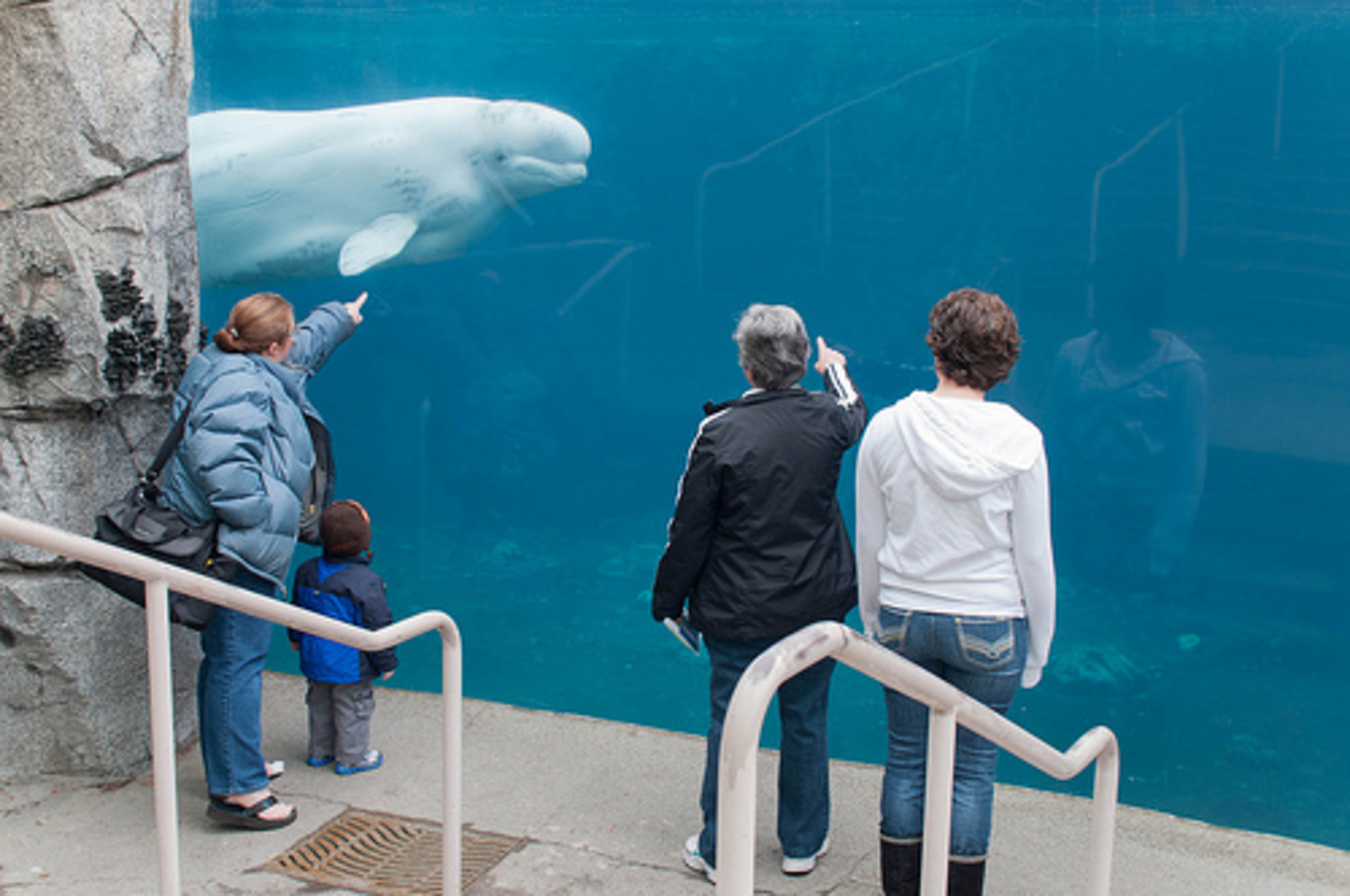 Beluga Whale at Mystic Aquarium | Dan & Sherree & Patrick